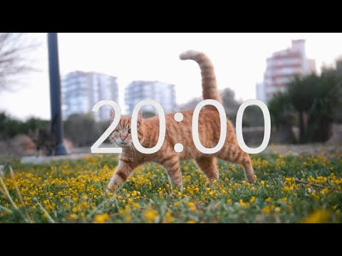 20 Minute Timer with Relaxing Music: Cat Theme - YouTube