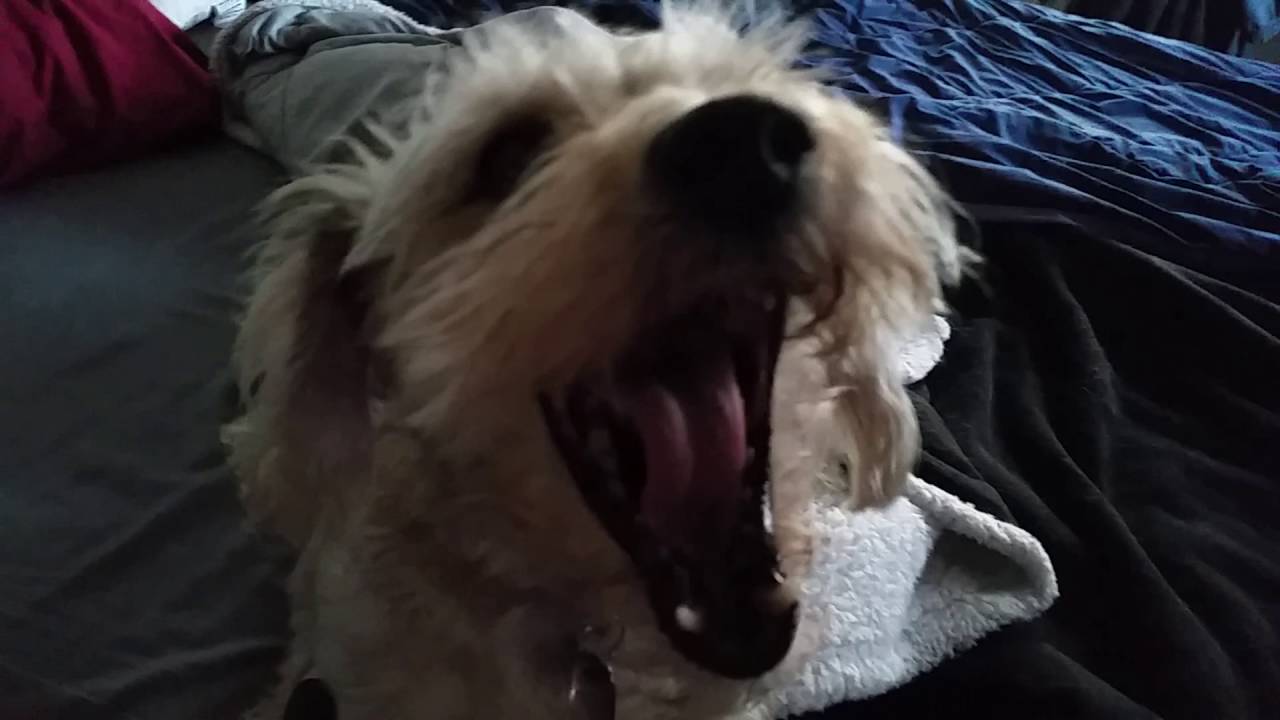 Talking Dog Says "Hello"! - YouTube