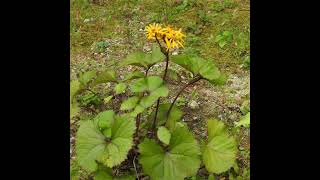 THE LEOPARD PLANT