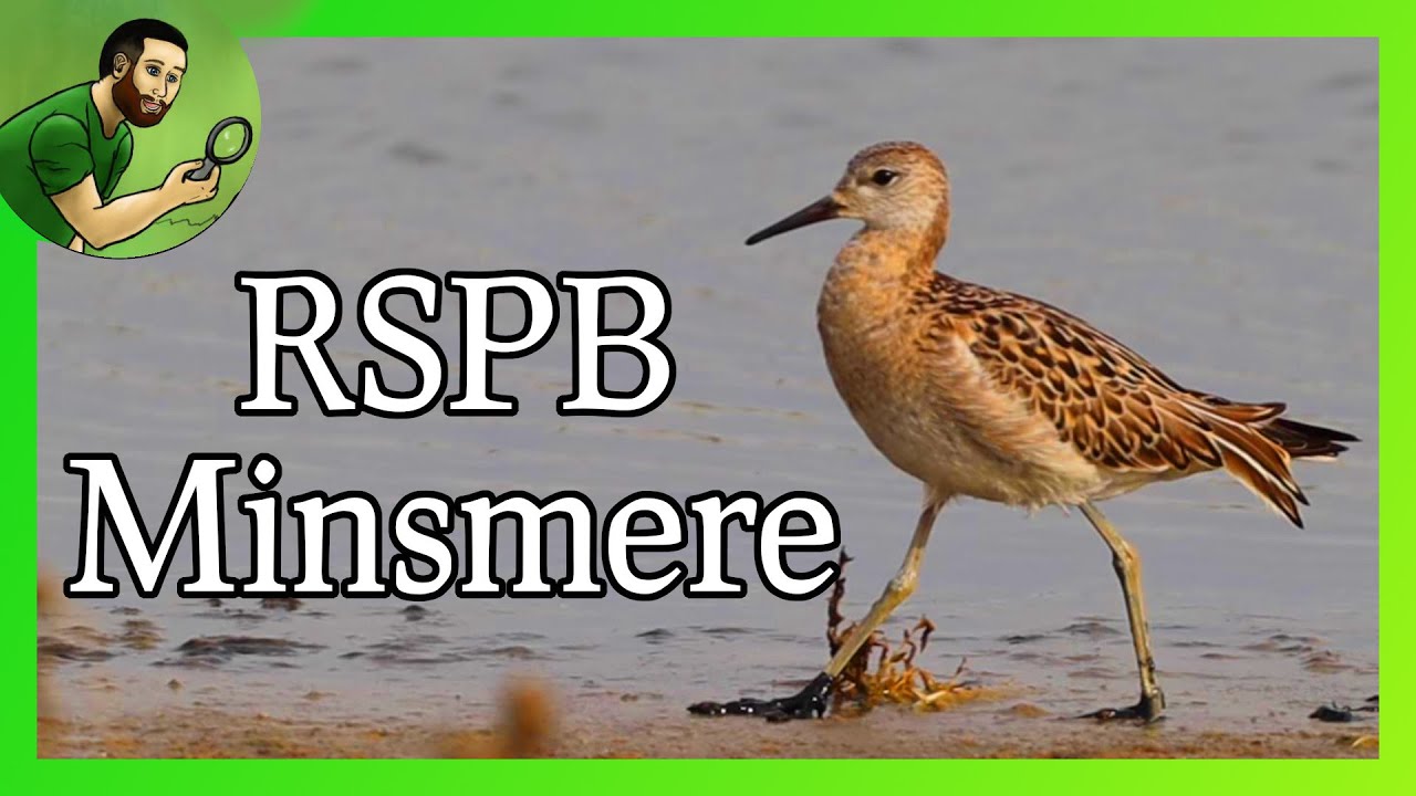 The Wildlife of RSPB Minsmere - YouTube
