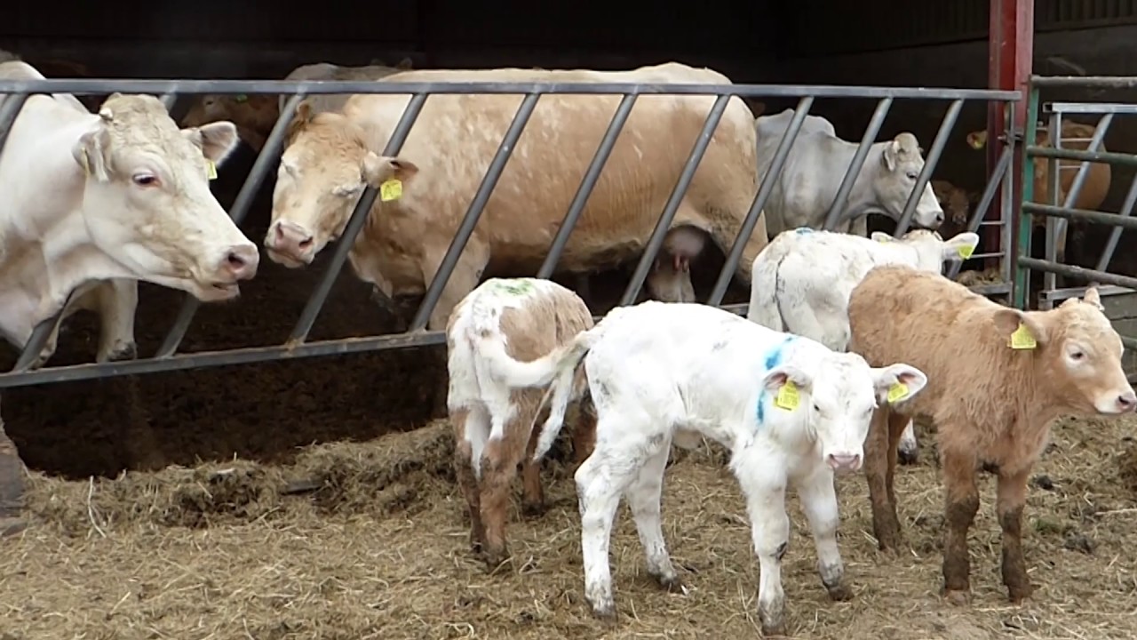 Cows and calves turnout with farm cat and Red Kite (DOTF Series 3 ...