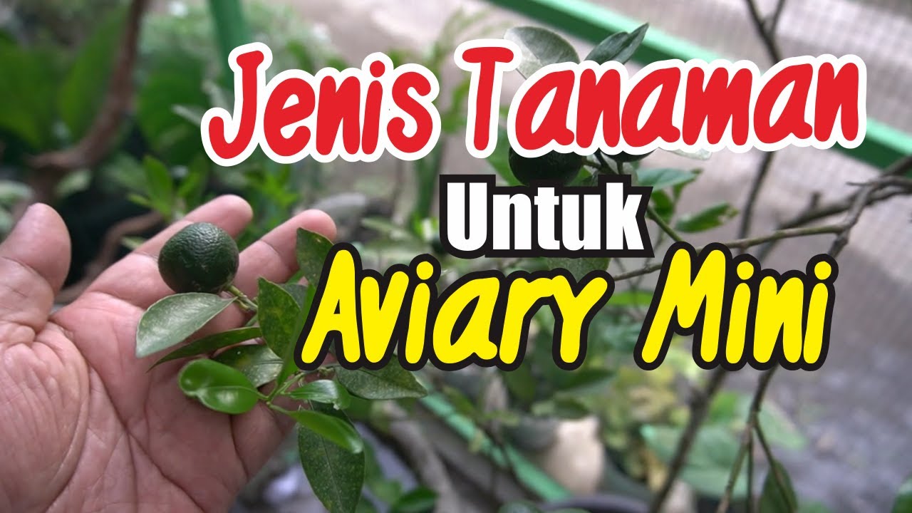 (Eps.81) Jenis Tanaman Untuk Aviary Mini Depan Rumah - YouTube