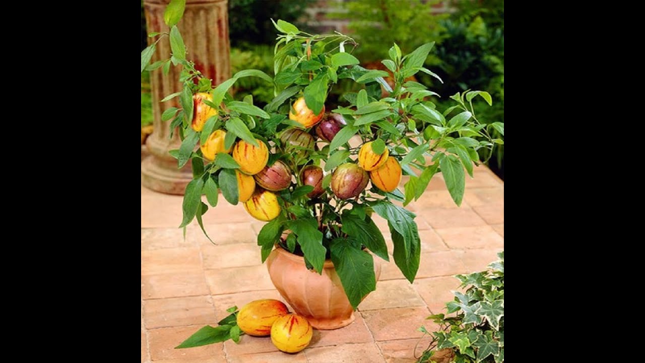 Exotik meyve PEPİNO nasıl yenir ve çekirdeklerini ne yapalım ? - YouTube