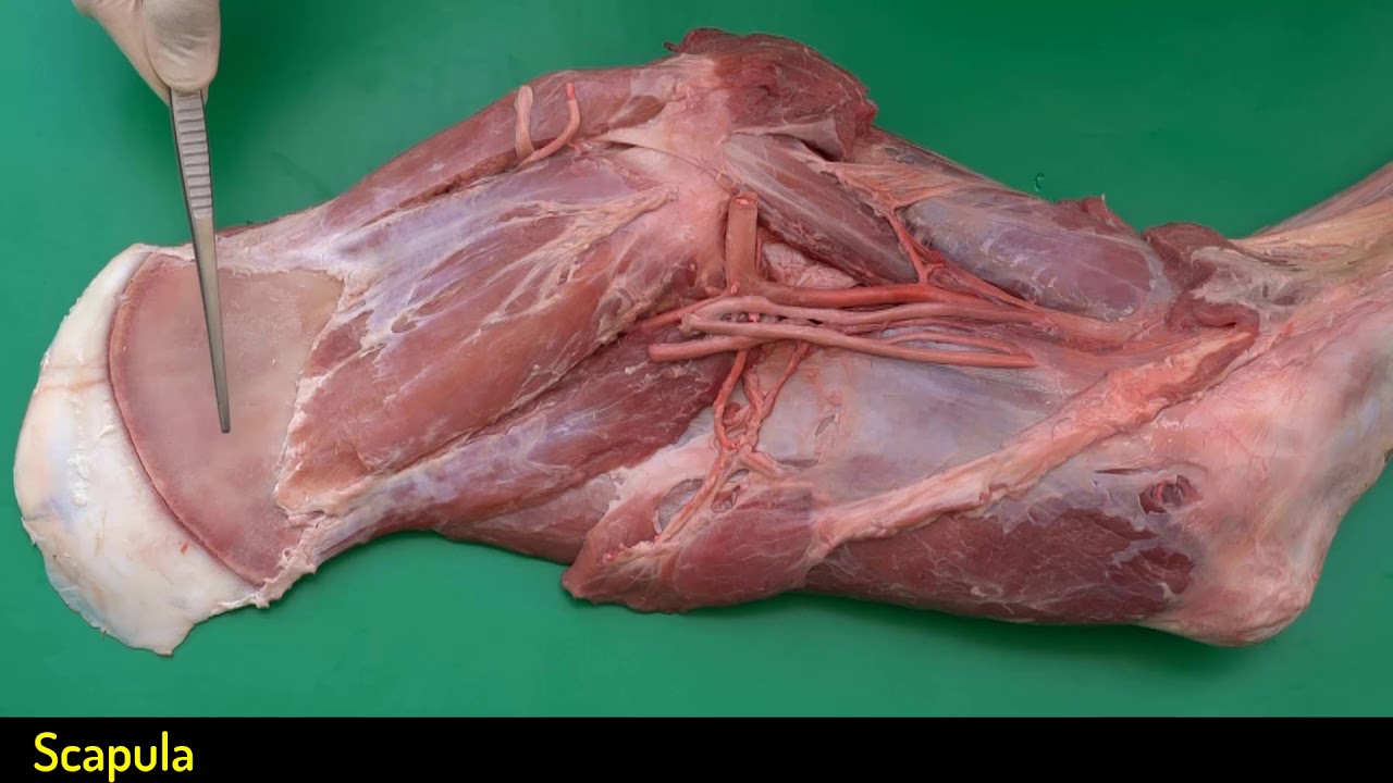 Muscles of the shoulder joint of the camel part 2 - YouTube