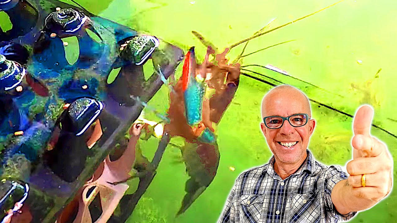 Best Way To See CRAYFISH Close Up in a Tank Setup at Home - YouTube
