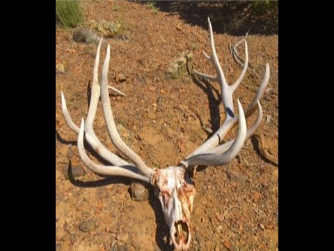 Shed hunting: FREAK Bull Elk Deadhead - YouTube
