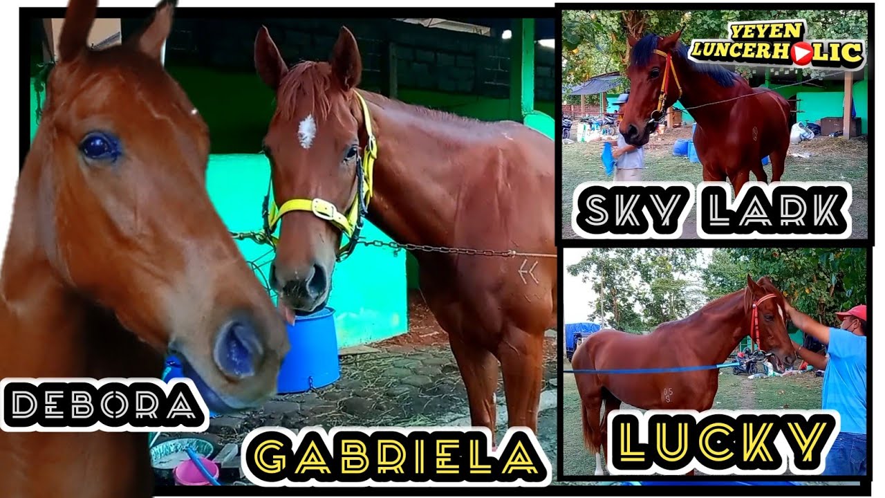 Kuda Eclipse Stable Pesaing Berat Dikelas Derby 3 Tahun PIALA TIGA ...