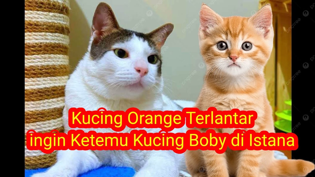 KETEMU KUCING TEMAN NYA BOBY DIA NAMANYA SOBIRIN - YouTube