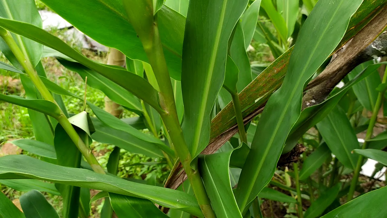 Scent Of A Flower - Spiked Ginger Lily (Takhellei Angouba) - YouTube
