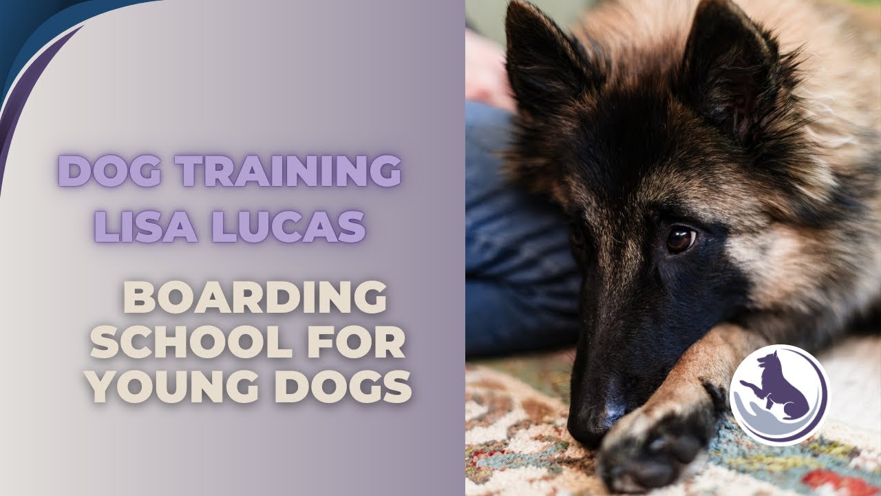 Elite Boarding School for Young Dogs with Lisa Lucas | Animal ...