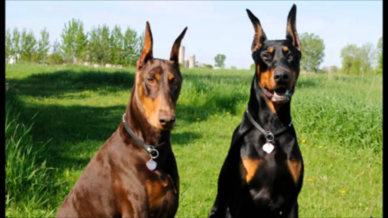 Los 10 perros mas fuertes - YouTube