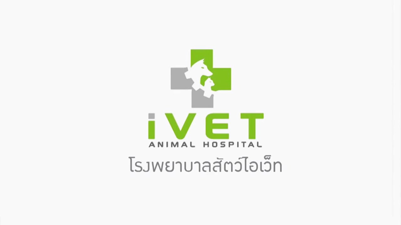 โรงพยาบาลสัตว์ไอเว็ท - iVET ANIMAL HOSPITAL - YouTube