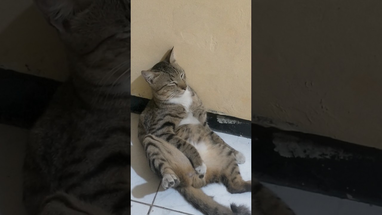 Kucing nongkrong - YouTube