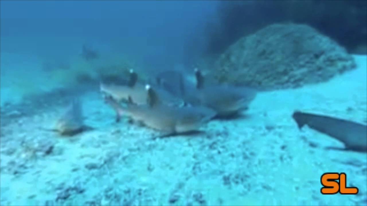 alan alan alan steve steve steve (Remix) - YouTube