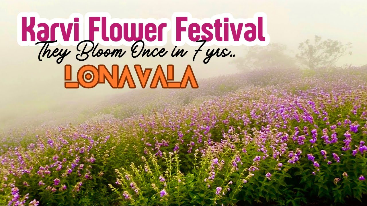 Once in 7yrs | Karvi Flower Festival | Lonavala | Things to do in ...