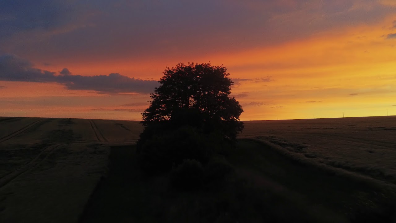 Parrot Anafi vertigo tree sunset - YouTube