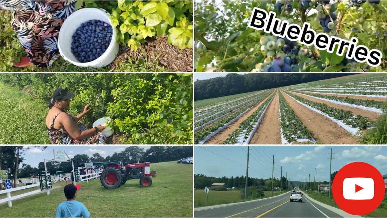 We Visited the World's Largest Blueberry Farm - YouTube