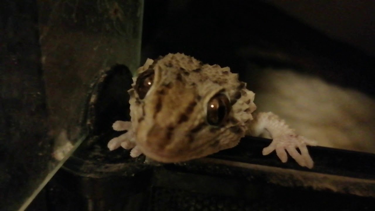 ビブロンゲッコー「Bibron's thick-toed gecko」 - YouTube