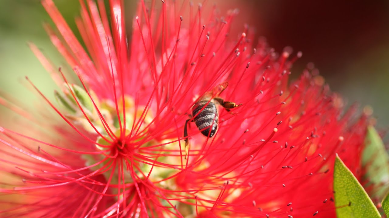 ΜΕΛΙΣΣΟΚΟΜΙΚΑ ΦΥΤΑ: ΚΑΛΛΙΣΤΗΜΟΝΑΣ CALLISTEMON CITRINUS - YouTube