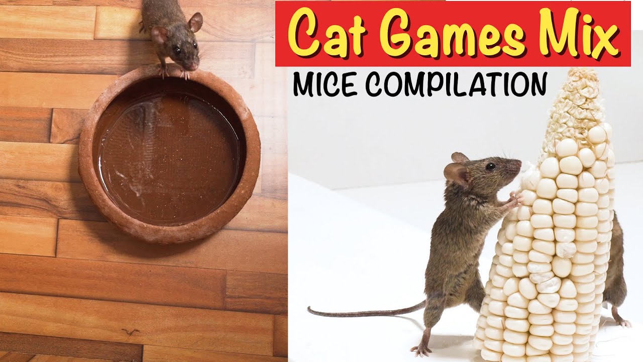 Cat TV Mice Compilation - 🐭 Mice and Cockroaches Mix Compilation for ...