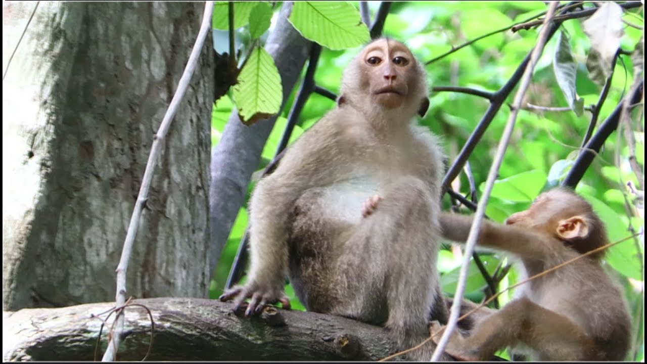 Amazing clip : Baby Zuri Empathy with New friendly is Brandy during it ...
