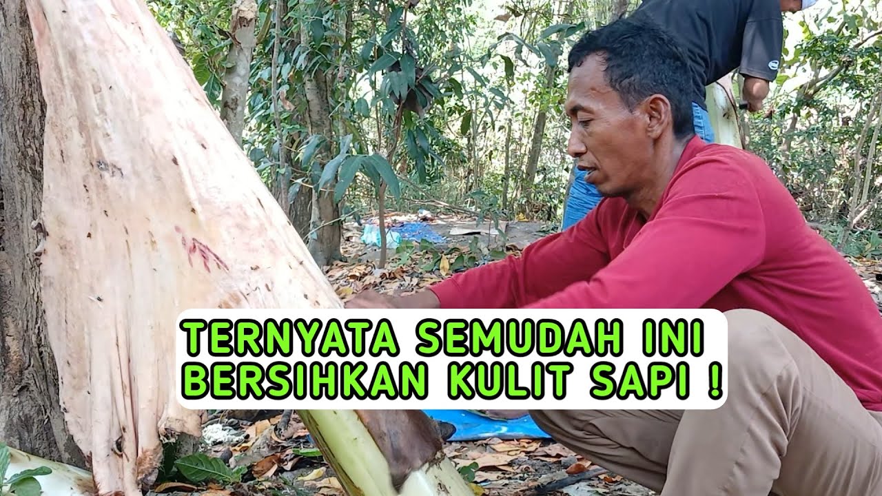 Tutorial cara membersihkan kulit sapi dengan mudah dan cepat - YouTube