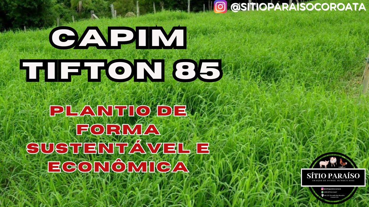 Método fácil para plantar TIFTON 85 e aumentar o rendimento no plantio ...