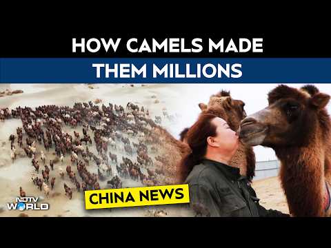 China News | From Losses To Millions: Gobi Couple Builds Camel Milk Business By Bonding With Camels