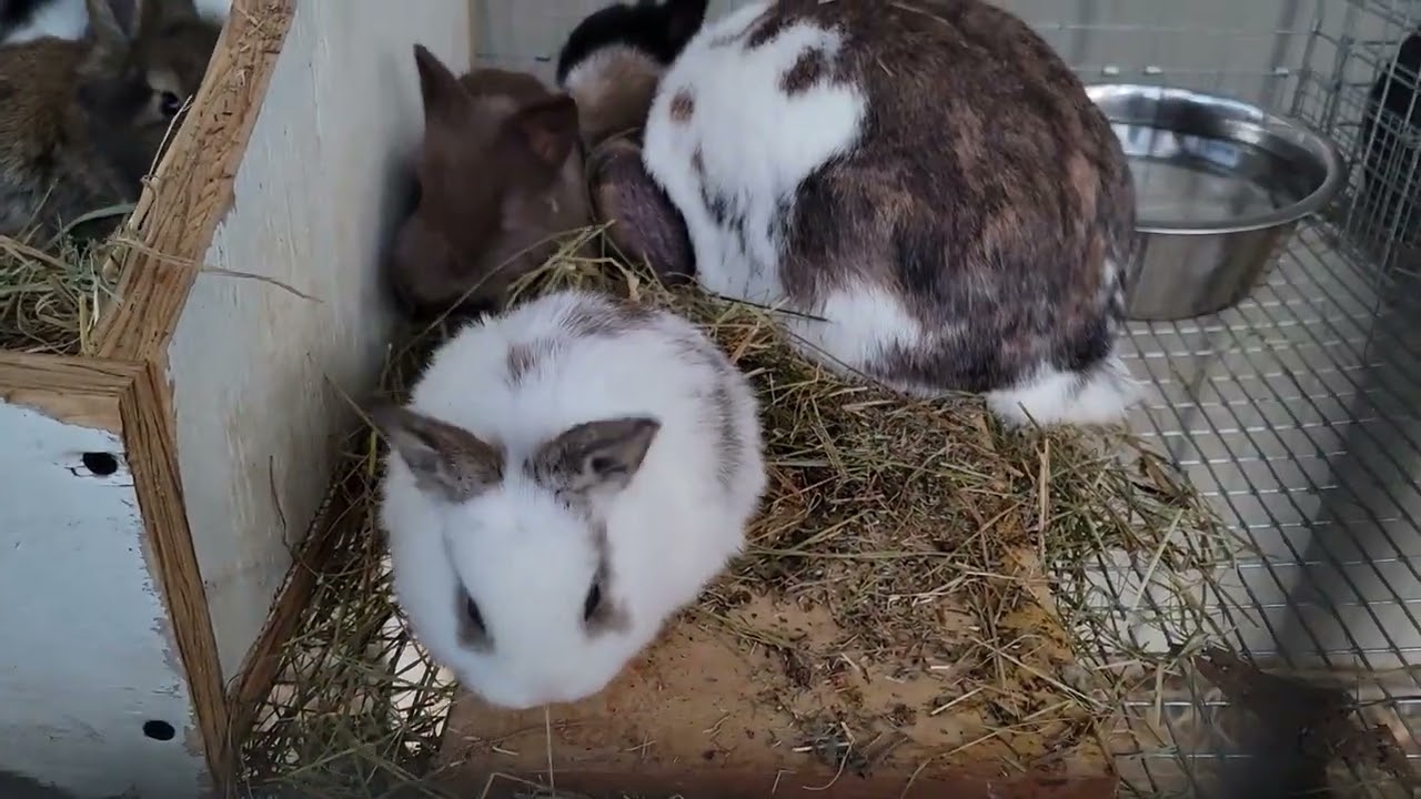 Here Are What 1 Month Old Rabbits Look Like | Bunnies! - YouTube