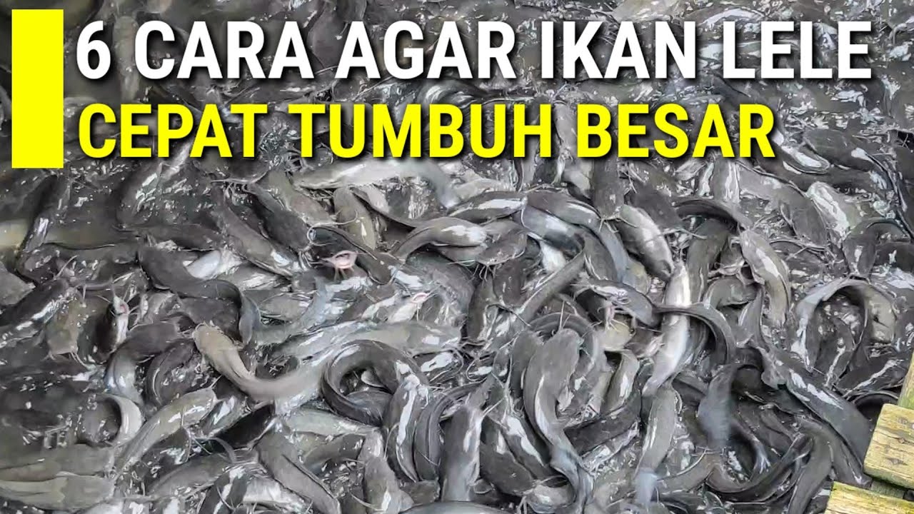 Cara ternak lele agar cepat besar !!! Buktikan mulai sekarang - YouTube