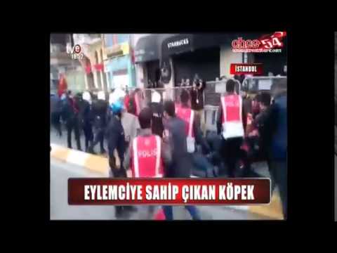 Köpekten İnsanlık Dersi !