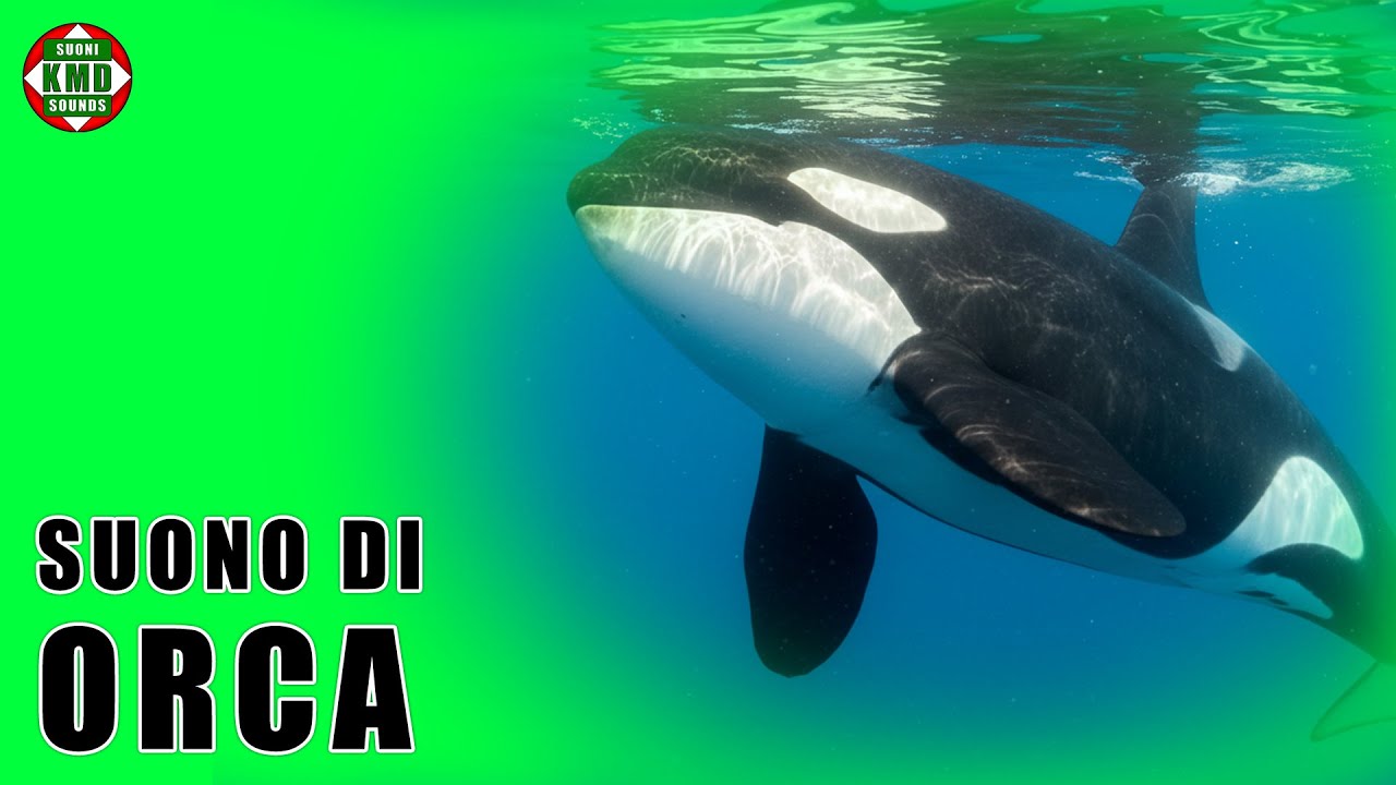 Il suono dell’Orca: Il vero suono degli oceani – SUONI DI ANIMALI 🐋 ...