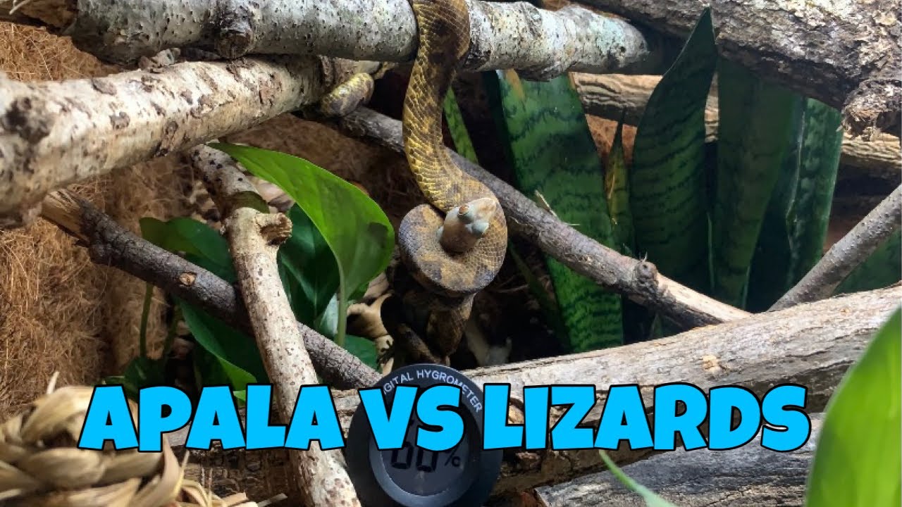 EPISODE 5: APALA: SOLOMON ISLAND TREE BOA FEEDING VIDEO {Time-lapse ...