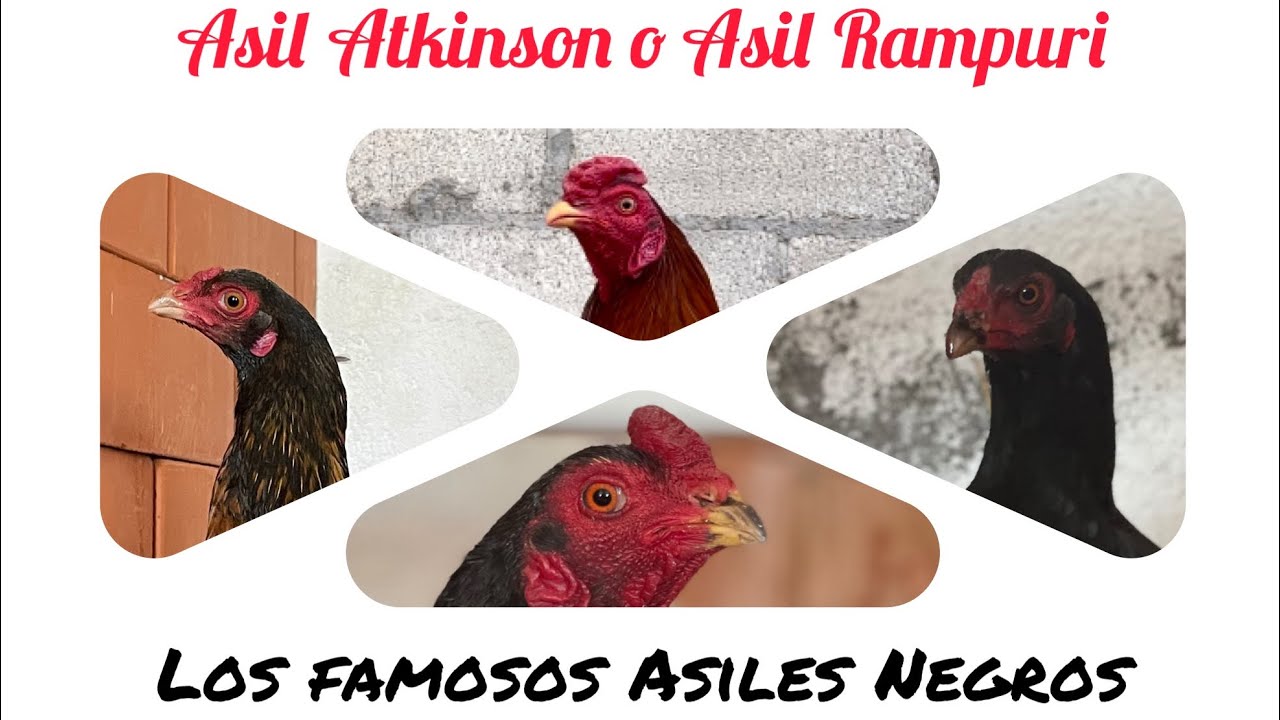 Atkinson o Rampuri Asil ( los famosos asiles negros) y más... - YouTube
