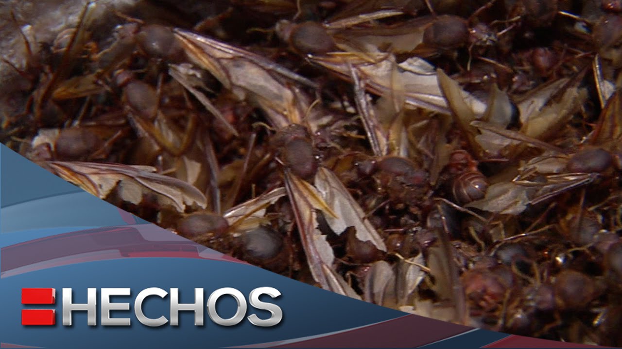 Yo amo mi dinero - Las chicatanas, un alimento tradicional de Veracruz ...