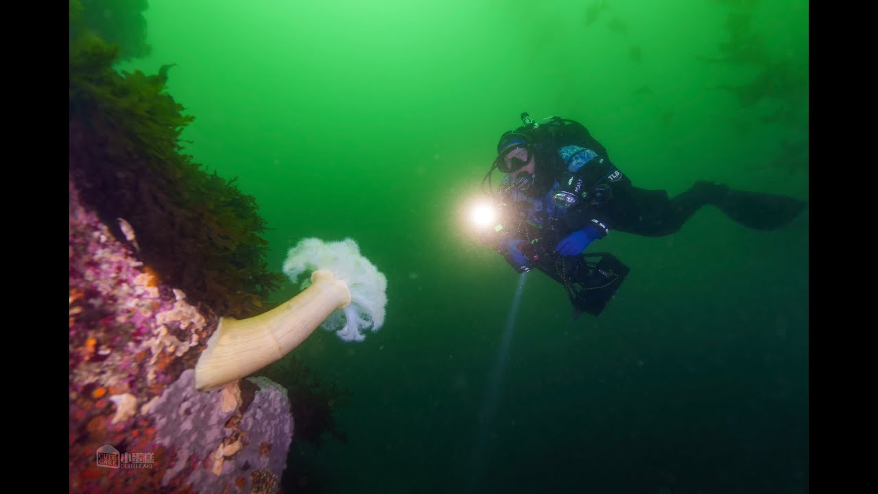 Point Lobos Scooter Camera Dive - YouTube