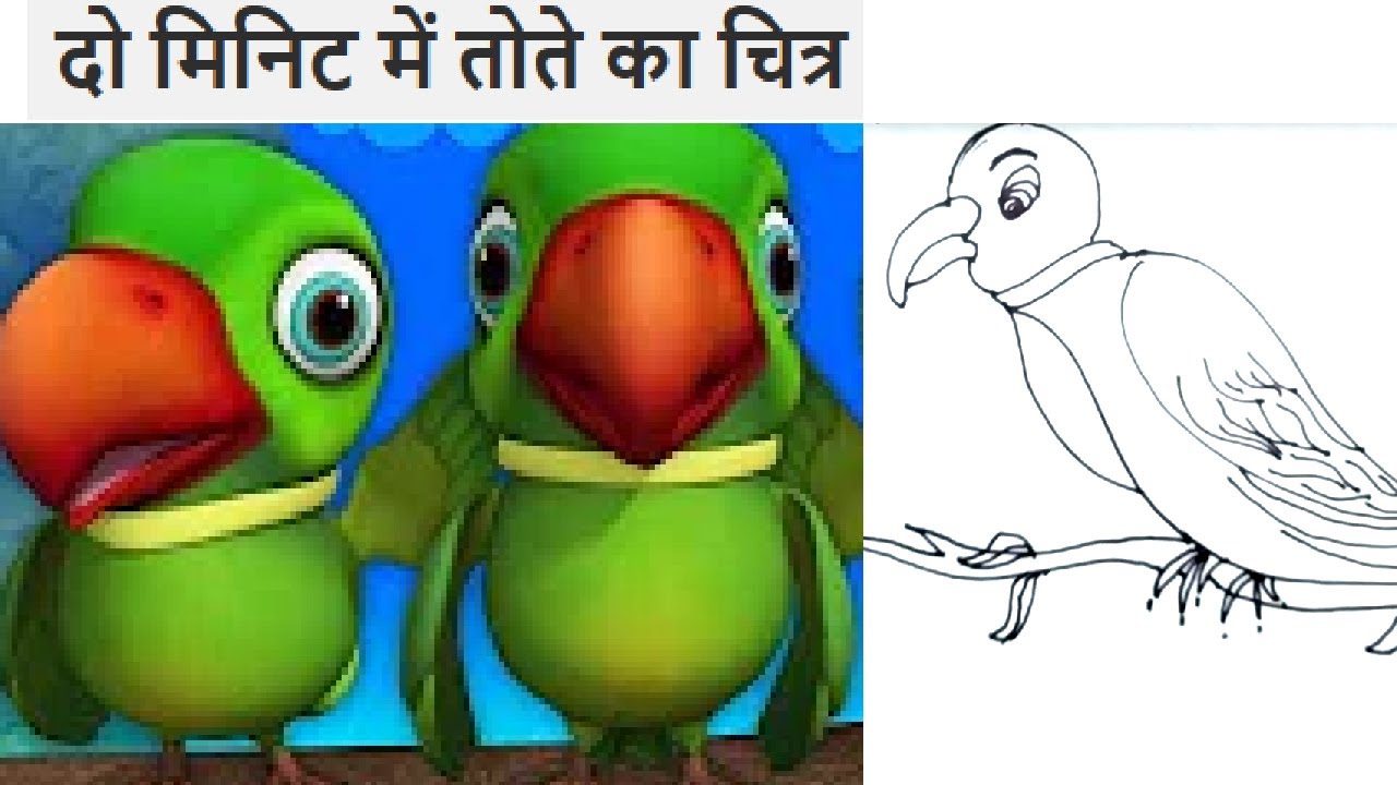 Main Tota Main Tota How to Draw Parrot Animal Drawing. - YouTube