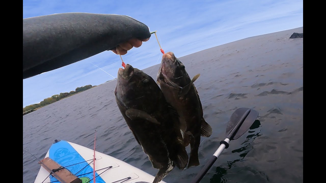 Blackfish Tog Fishing - Why Do I fish in the Shallow? 1 Jig 2 Fish ...