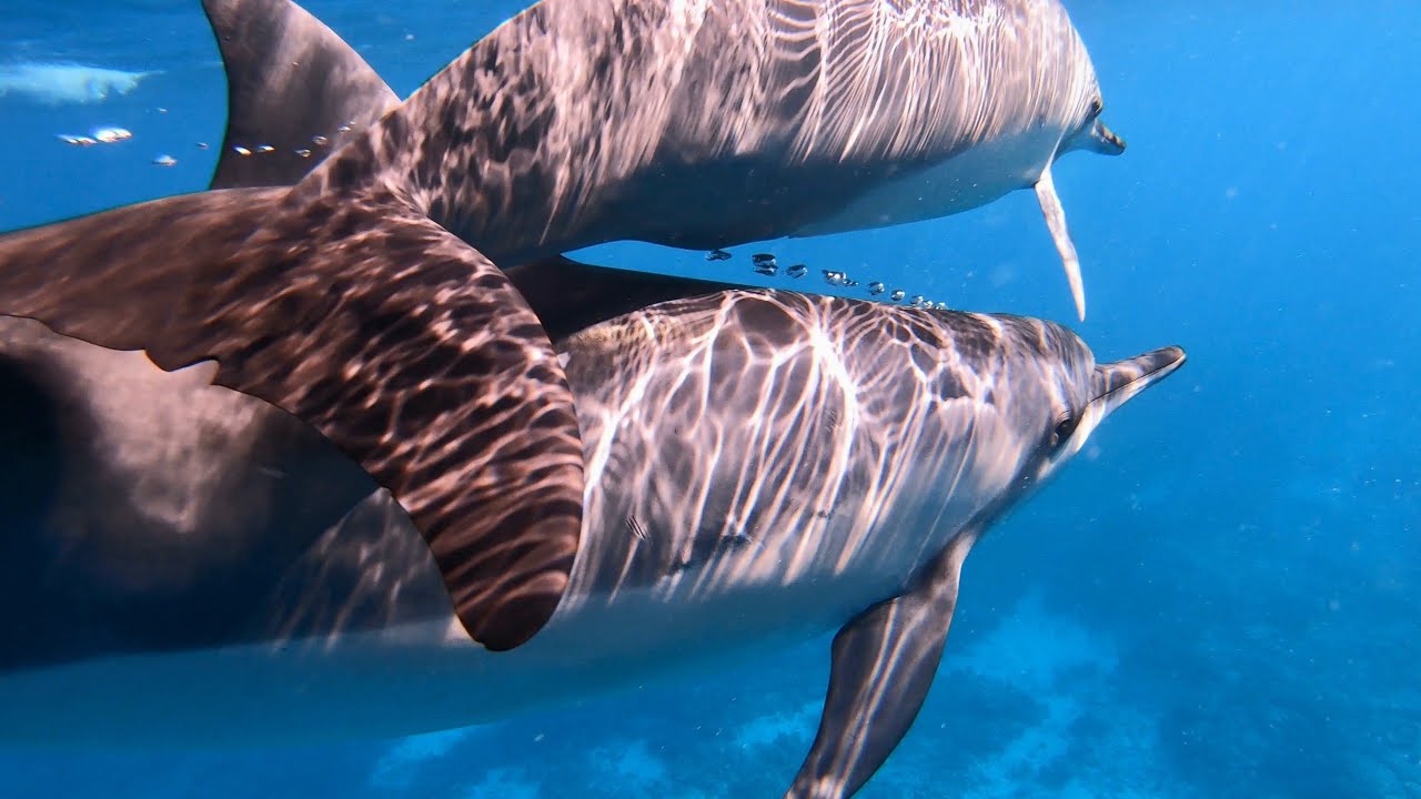 Sounds, snuggles and bubbles with our Spinner Dolphin Family - YouTube