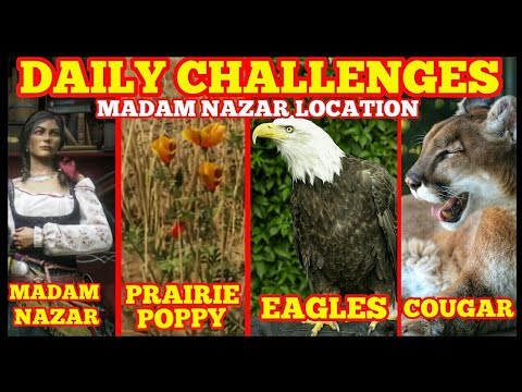 Daily Challenges PRAIRIE POPPY EAGLES COUGAR Madam Nazar Location ...