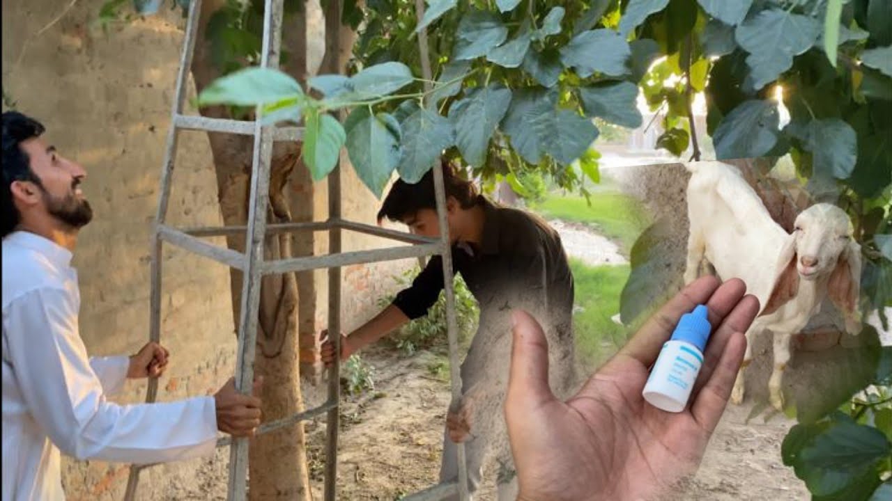 How to cure eyes problem in goats | Chick fever treatment - YouTube