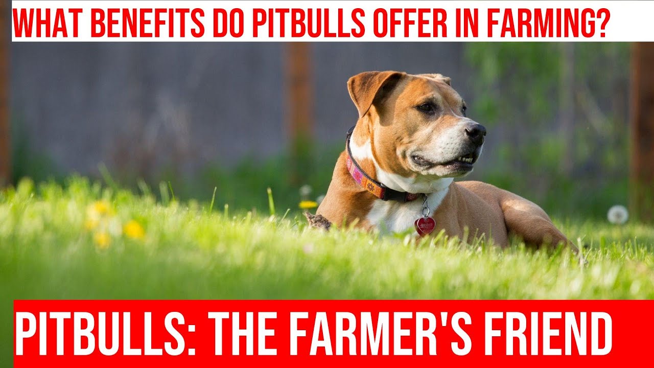 Training Your Pitbull to Help on the Farm: A Guide - YouTube