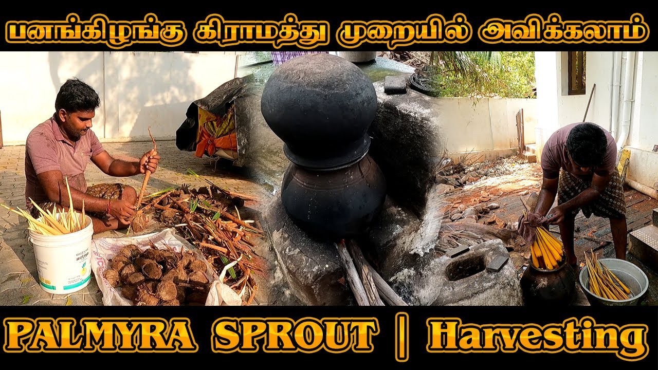 PALMYRA SPROUT | Harvesting | Panang Kilangu | Traditional Natural ...
