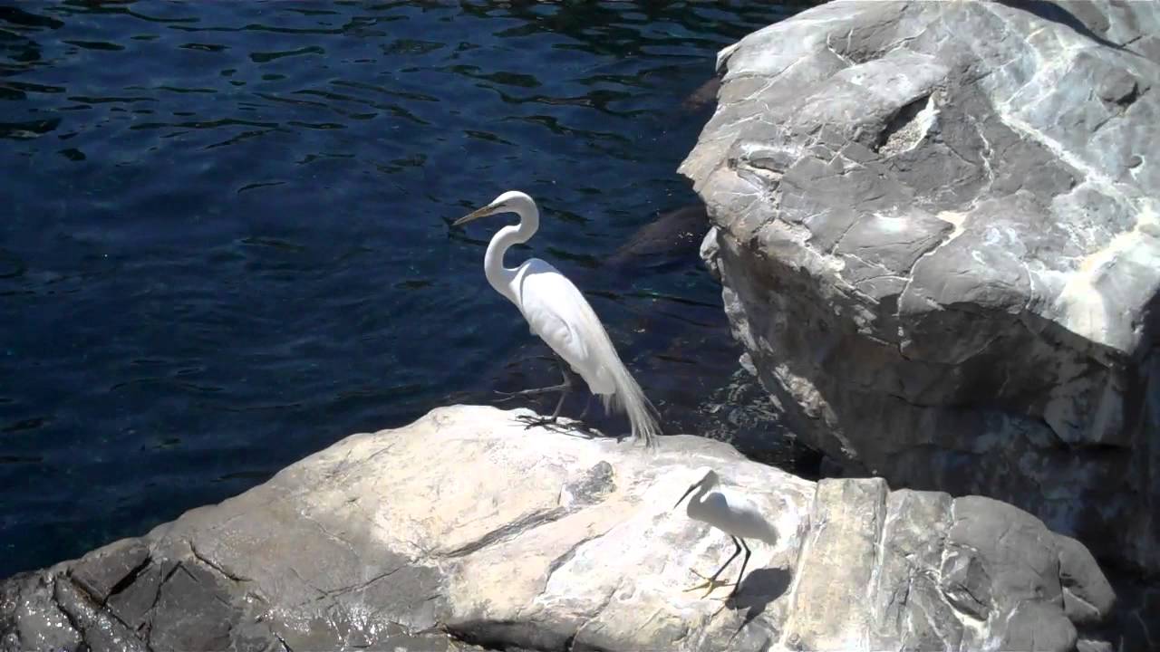 Sea World Birds - YouTube