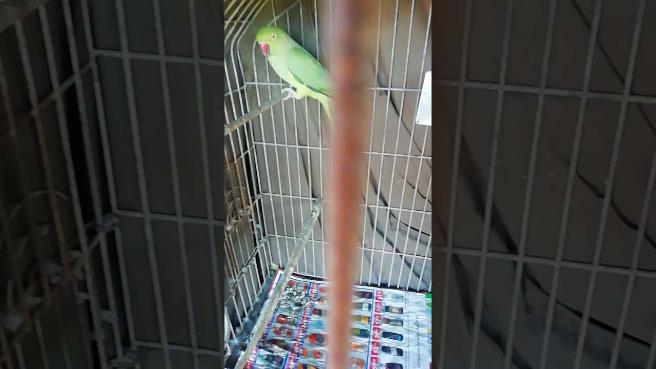 Dilly bird - YouTube