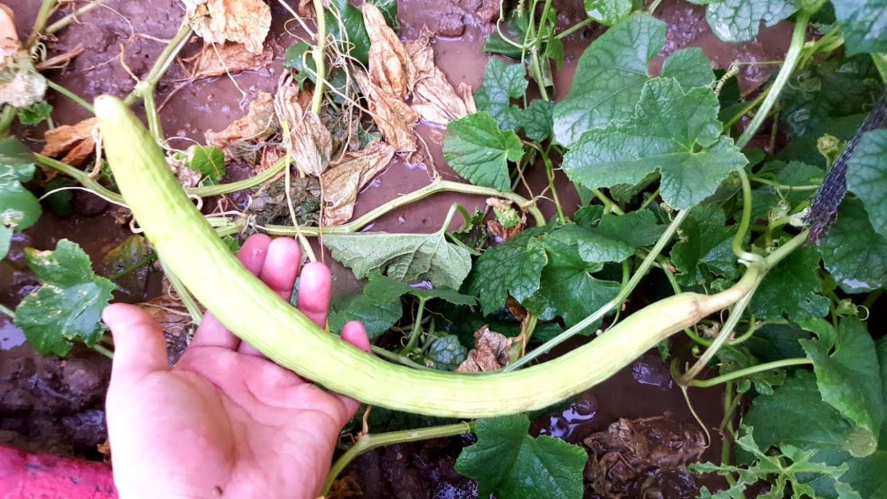 Homegrown Fresh Green Kakri, Kakdi, Tar Vegetable and Armenian Cucumber ...