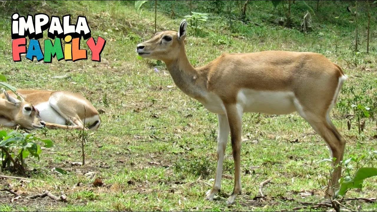 Impala Family Loving Each Other - YouTube