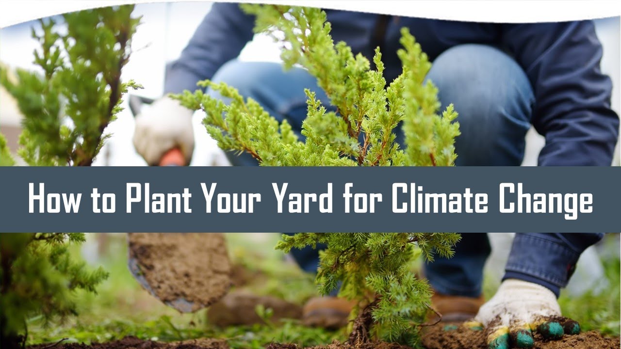 Planning for the Future: How to Plant Trees and Shrubs in the Shadow of ...