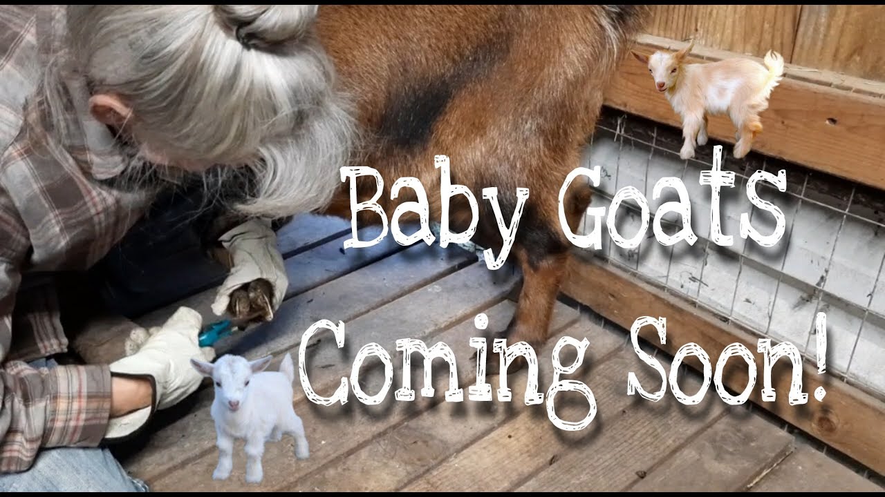 Preparing Goats for Babies - Hoof Trimming - YouTube