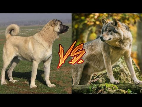 Кангал против Волка! Kangal Vs Wolf - YouTube
